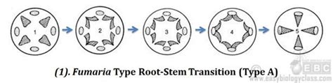 root stem transition easybiologyclass