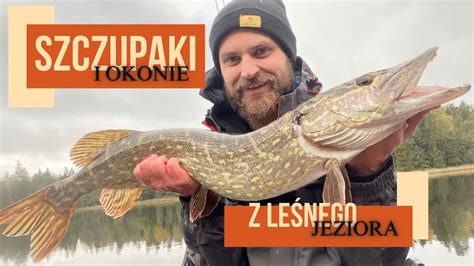 Szczupaki i okonie z leśnego jeziorka YouTube