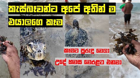 එයාලා වෙරළට ම එන එක පුරුද්දක් වෙලා Youtube