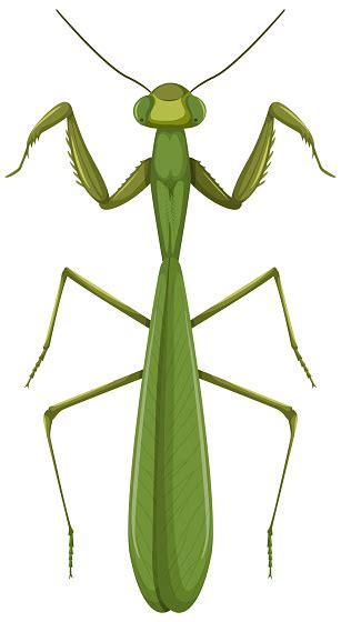 흰색 배경에 고립 된 녹색 사마기 또는 메뚜기 사마귀 곤충에 대한 스톡 벡터 아트 및 기타 이미지 사마귀 곤충 컴퓨터