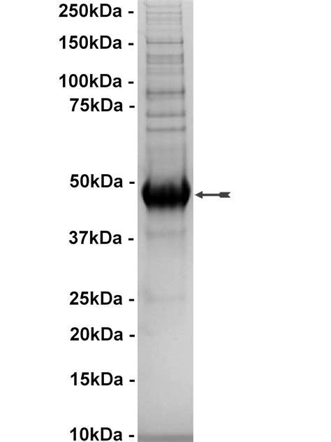 Hipk3 Active Human Recombinant Protein Eurofins Calixar
