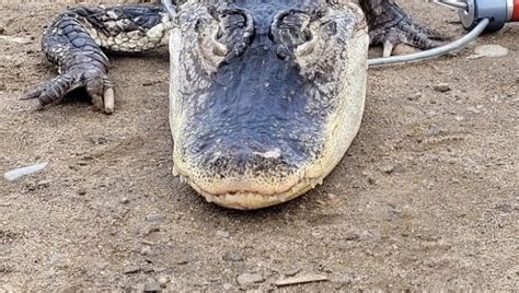 Coccodrillo Uccide Anziana Di Anni In Florida La Repubblica
