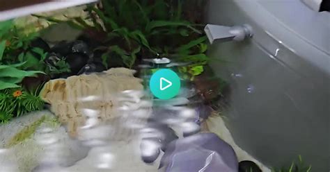 My Betta Log Setup Album On Imgur