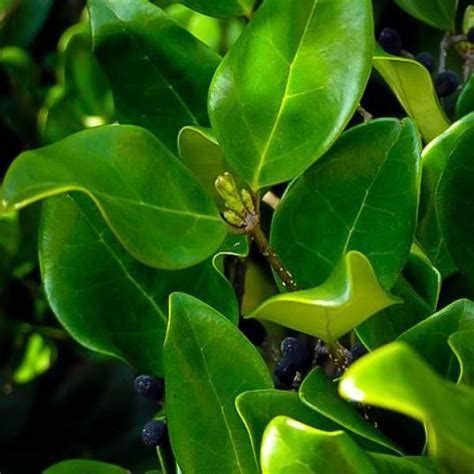 Botanical Name Ligustrum Japonicum ‘texanumalso Known As Texas Privet