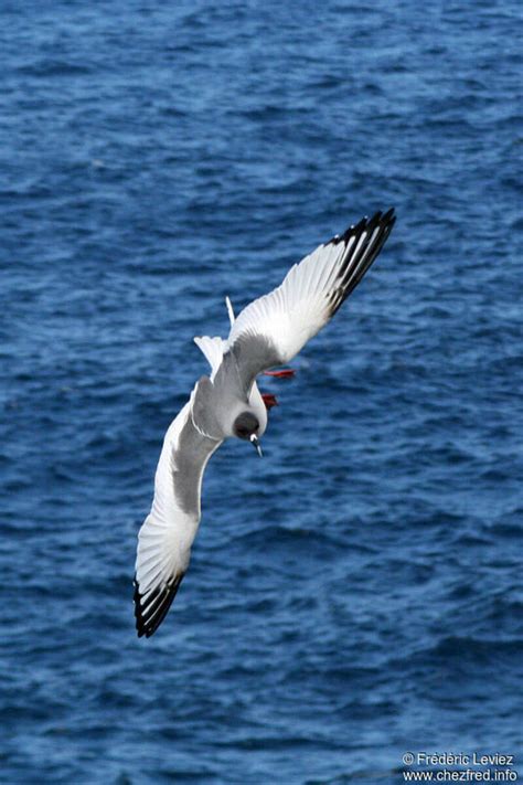 Mouette à Queue Fourchue Adulte Frle19710