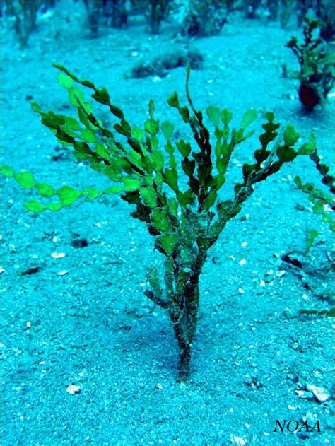 Snow Crab Love Halimeda