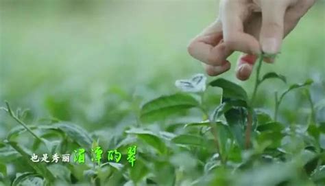 杯中一盞茶多彩貴州情 每日頭條