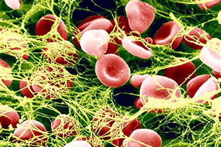 Globulin That Binds Sex Hormones What Is It Healthy Food Near Me