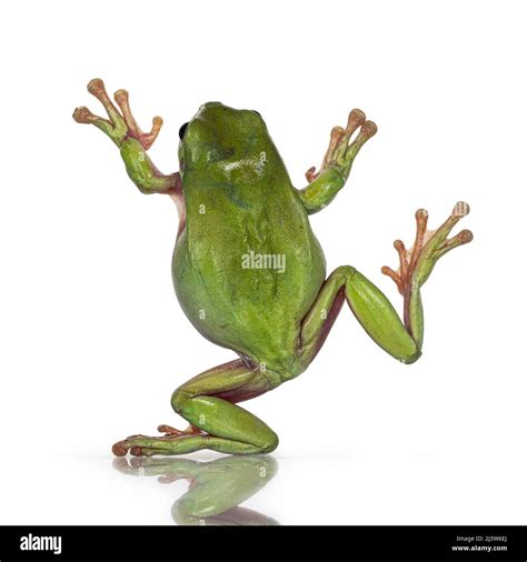 Leaping Tree Frog