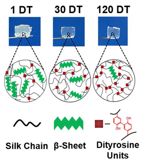 Jugal Kishore Sahoo Phd On Linkedin Silk Enzymes Hydrogels