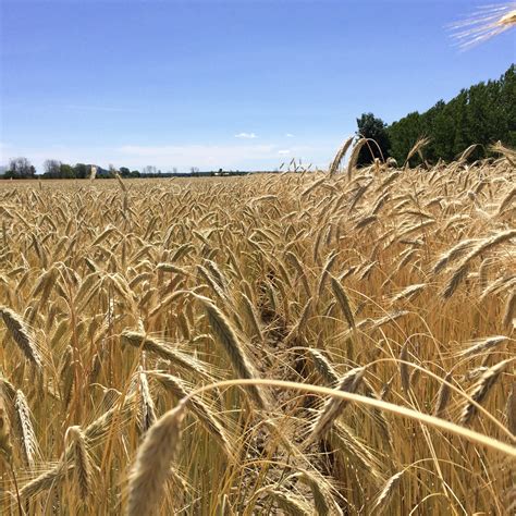 Un Meilleur Rendement Avec Le Seigle Hybride Le Bulletin Des Agriculteurs