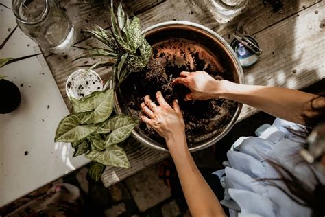 ویژگی های خاک مناسب برای گیاهان آپارتمانی