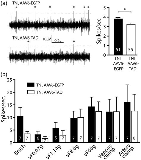 Primary Sensory Neuron Specific Interference Of Trpv1 Signaling By Aav Encoded Trpv1 Peptide