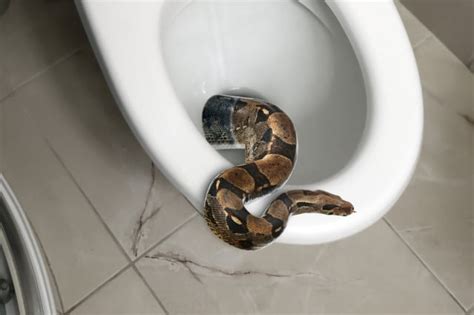 Enormous Python Found Emerging From Toilet That Wouldnt Flush R