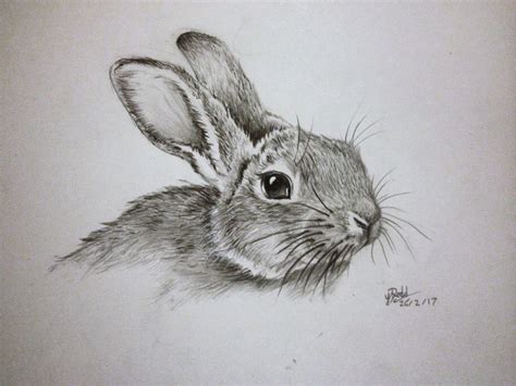 Realistic Rabbit Drawing At Explore Collection Of
