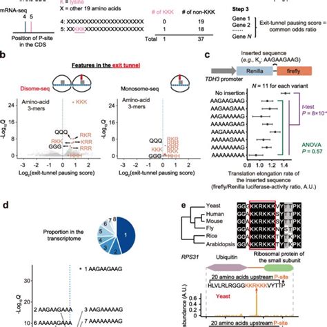 Disome Seq Detects Ribosome Collisions A A Schematic Explaining Why