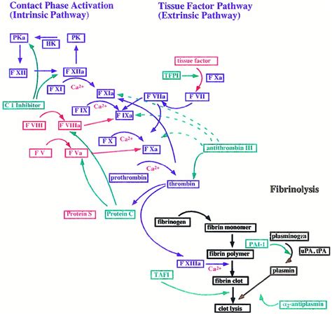 Coagulation Pathway
