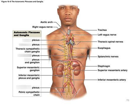 Autonomic Plexuses Diagram Quizlet