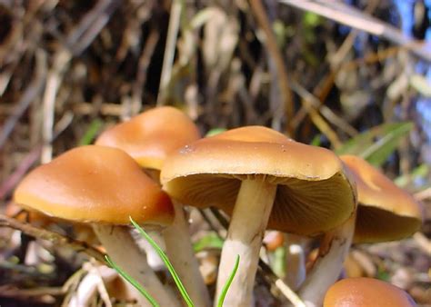 ყველაზე ძლიერი ჯადოსნური სოკოები