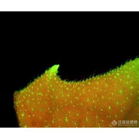 徕科光学lk Tsbm供应商天津小动物活体成像lk Tsbm【图】仪器信息网