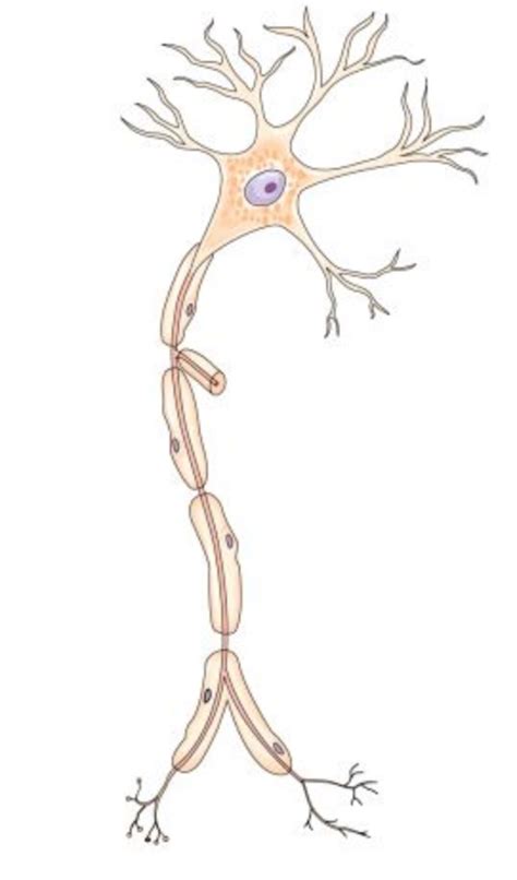 Nervenaxondiagramm