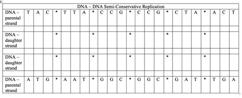Solved First You Will Replicate The Dna Sequence Above