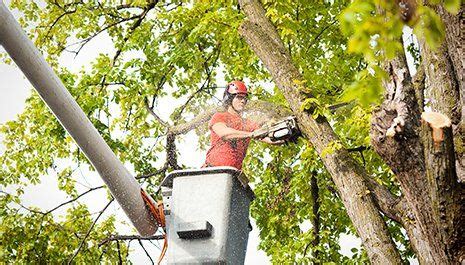 Tree Removal Sacramento CA Rod S Tree Service