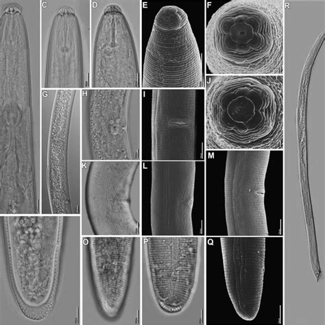 Pdf Morphological And Molecular Characterisation Of Scutellonema