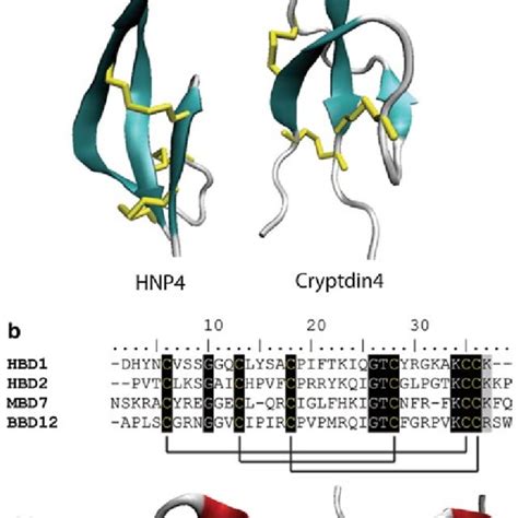 Sequence Alignment And Structural Comparison Of β Hairpin Peptides A Download Scientific