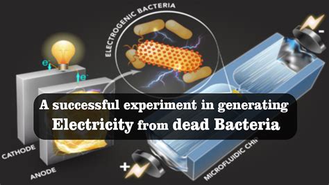 A Successful Experiment In Generating Electricity From Dead Bacteria