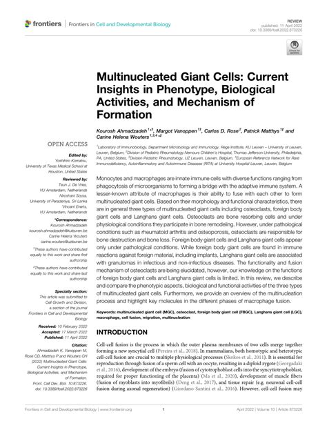 Pdf Multinucleated Giant Cells Current Insights In Phenotype