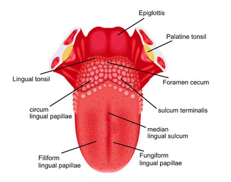 Tongue Its Anatomy Structure And Functions Stemjar Tongue Anatomy