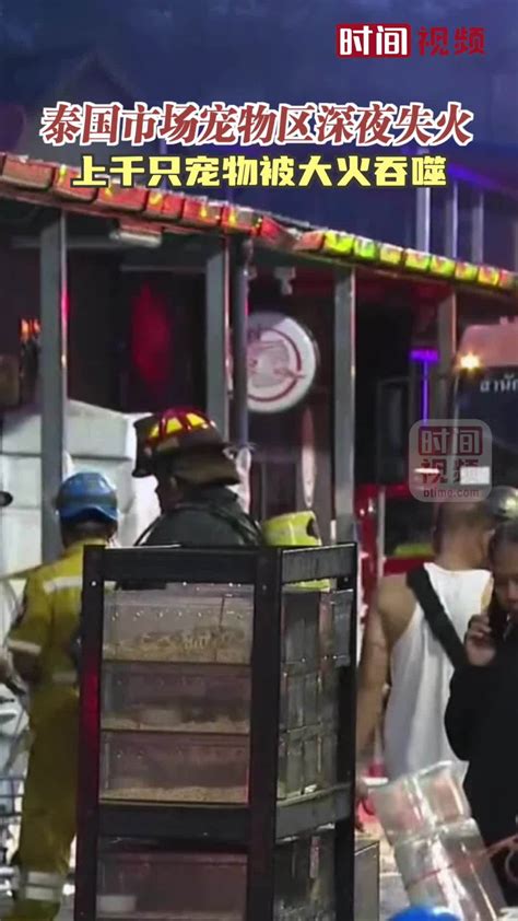 泰国市场宠物区深夜失火 上千只宠物被大火吞噬凤凰网视频凤凰网