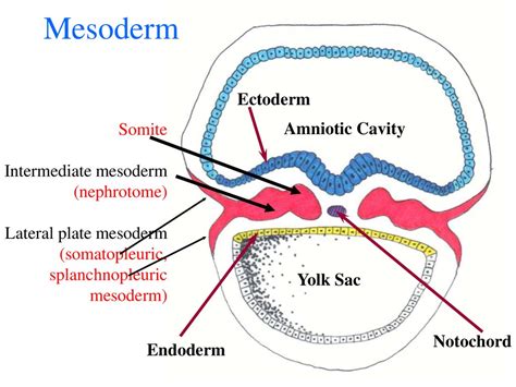 The First Three Weeks Of Human Embryogenesis Online Presentation