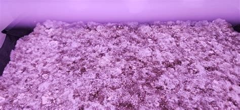 P Nats Fingers Crossed It Doesnt Overlay R Psilocybe Natalensis