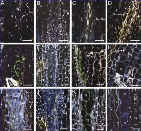 In Situ Detection Of A B E F I And J Sl Cel And C D G H K Download Scientific