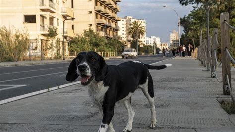 Fransa Köpeklerinin dışkılarını toplamayanlar DNA testi ile bulunacak