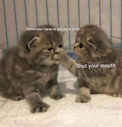 Me Every Night Vs My Dopamine Dependent Brain Album On Imgur