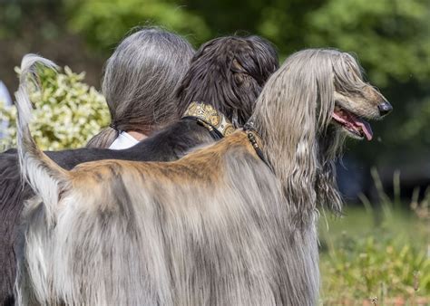 25 Funny Finalist Photos From The Comedy Pet Photography Awards 2023