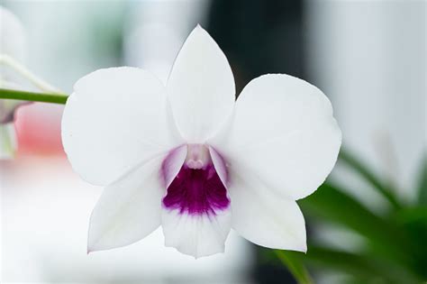 닫기 최대 아름 다운 보라색과 백색 난초 꽃 피는 난초 정원 자연 배경에서 개념에 대한 스톡 사진 및 기타 이미지 개념