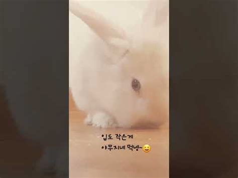 헬로 토끼 먹방2탄 로라야 뻥튀기 또 사줄껭 와구와구 YouTube