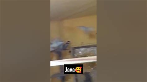 Java Colony Progress Viralshorts Youtubeshorts Birdslover Youtube