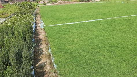 Selection Grass At ₹ 5square Feet Natural Grass Carpet In North 24