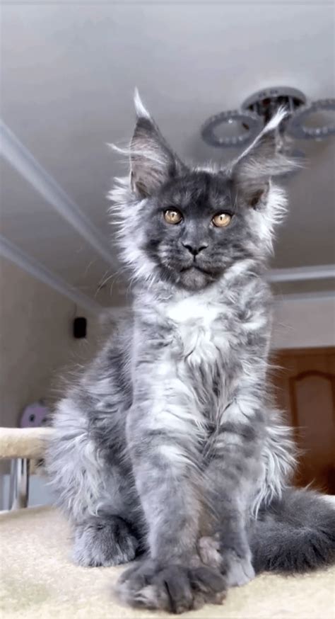 Can You Guess Her Name Rcats