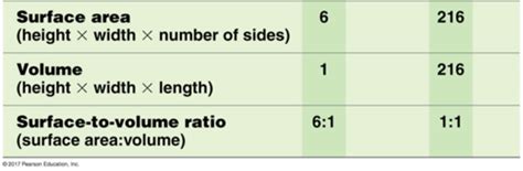 Lecture 4 The Cell Flashcards Quizlet