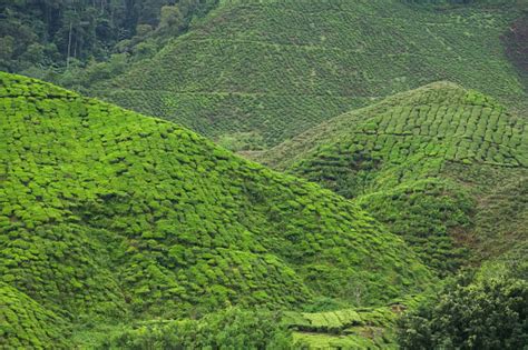 말레이시아 카메론 고원의 차 농장 풍경 녹차 정원 산맥 생태 차 정원 아삼 차 정원 수확 전에 차 차 농장 테라스와 질감 0명에 대한 스톡 사진 및 기타 이미지 Istock