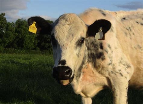 Pixie She Looks Just Like Her Sister Marble Rmodernmoo