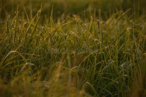 Early Morning On The Tips Of The Grass Stock Image Image Of Landscape