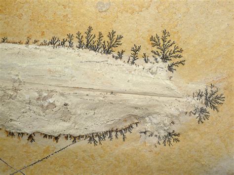 Jurassic Squid Fossil With Crystallized Mouth And Tentacles On Large