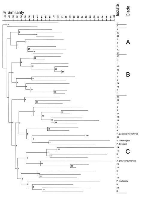Dendrogram Grouping Based On The Composite Rapd Electrophoretic Band